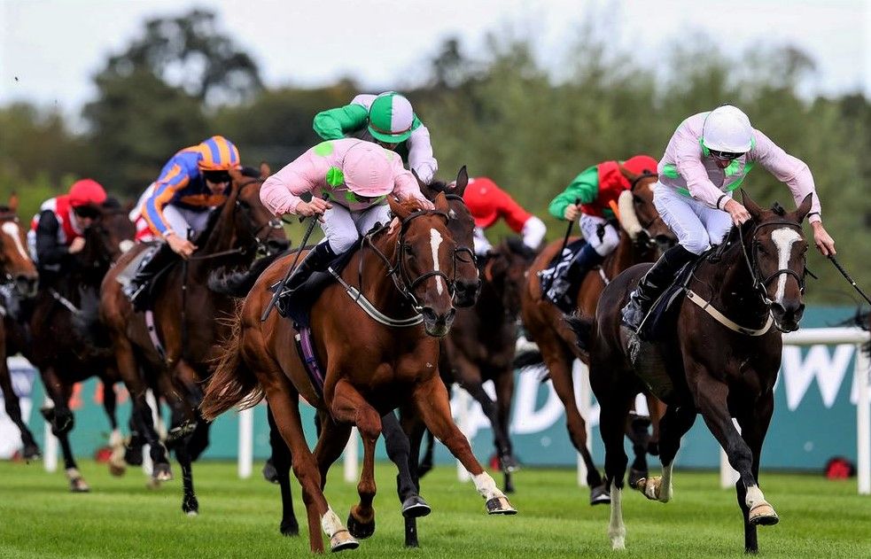 Irish Horse Racing. Private Luxury Equestrian Tour . Chauffeur Driven ...