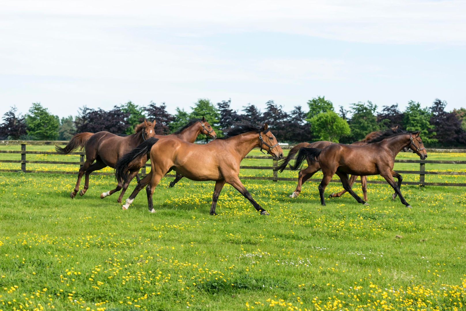 Ireland - Home of the Thoroughbred | Ireland Chauffeur Travel