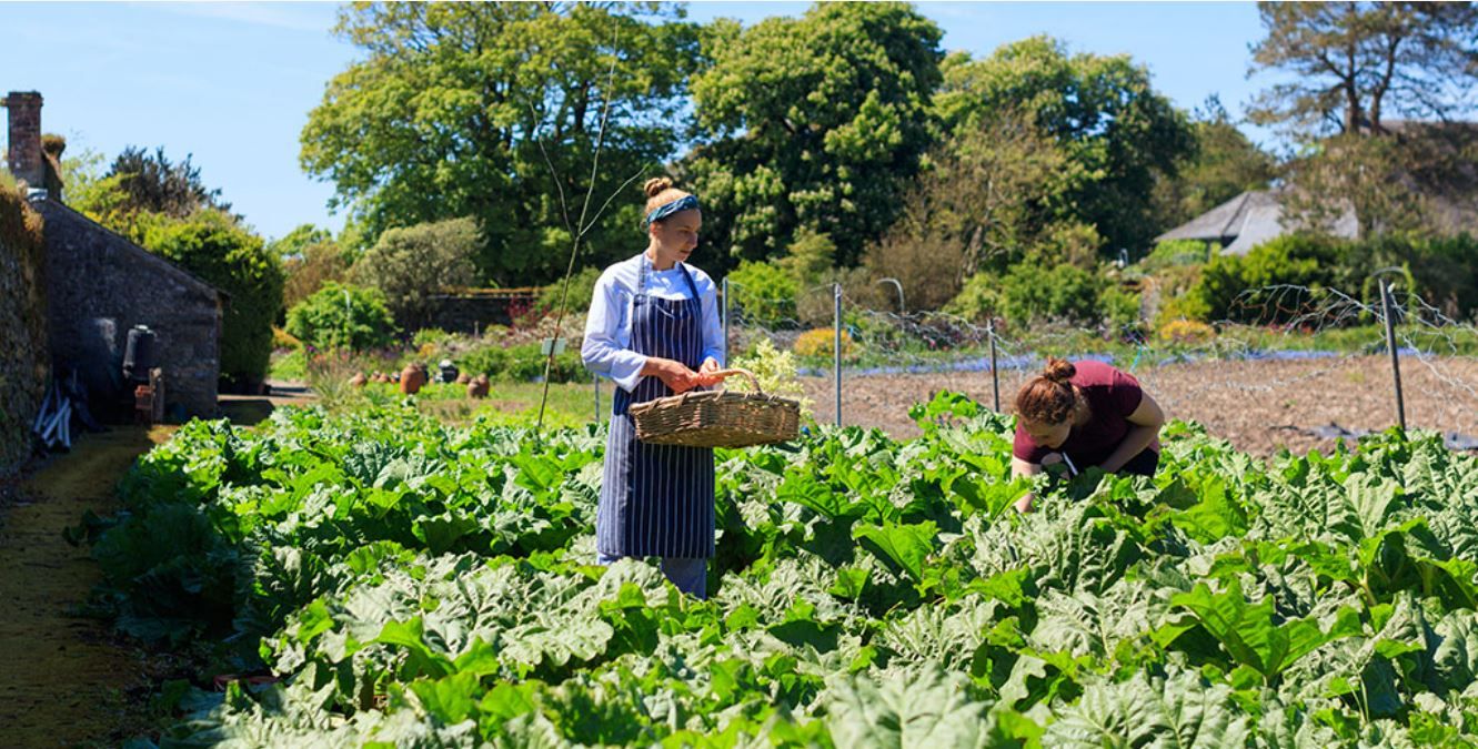 Feast on Ireland - It's the season for wild garlic | Ireland Chauffeur ...